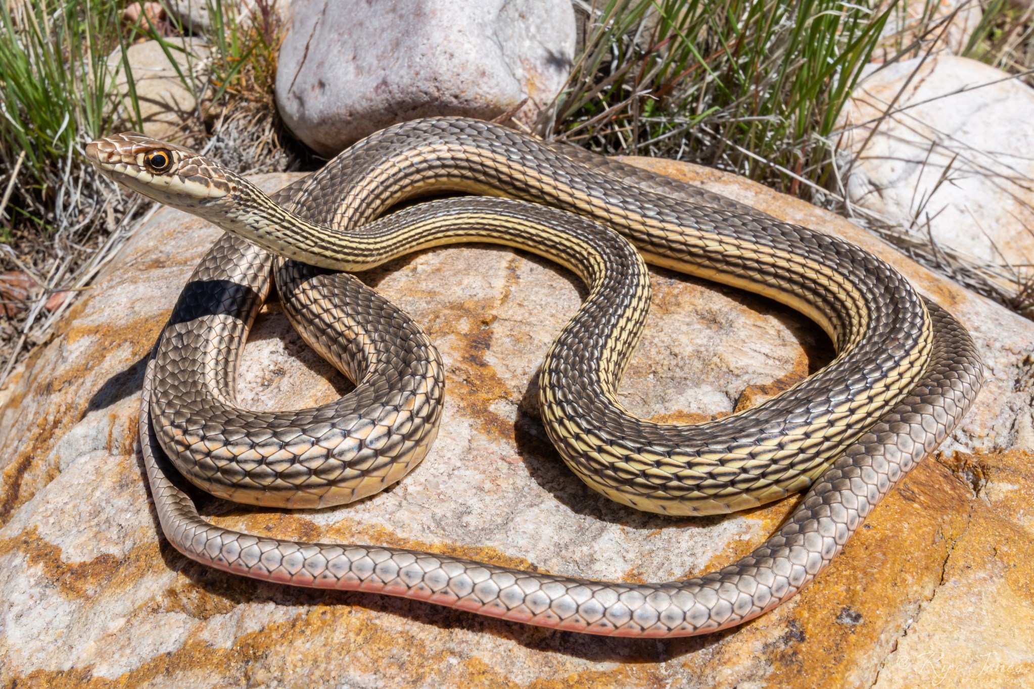 The Reptiles and Amphibians of Utah