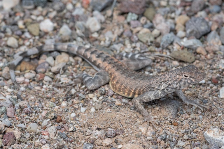 The Reptiles and Amphibians of Utah