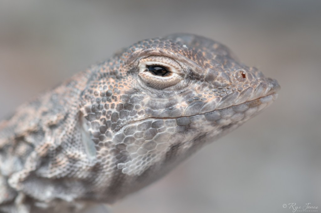The Reptiles and Amphibians of Utah