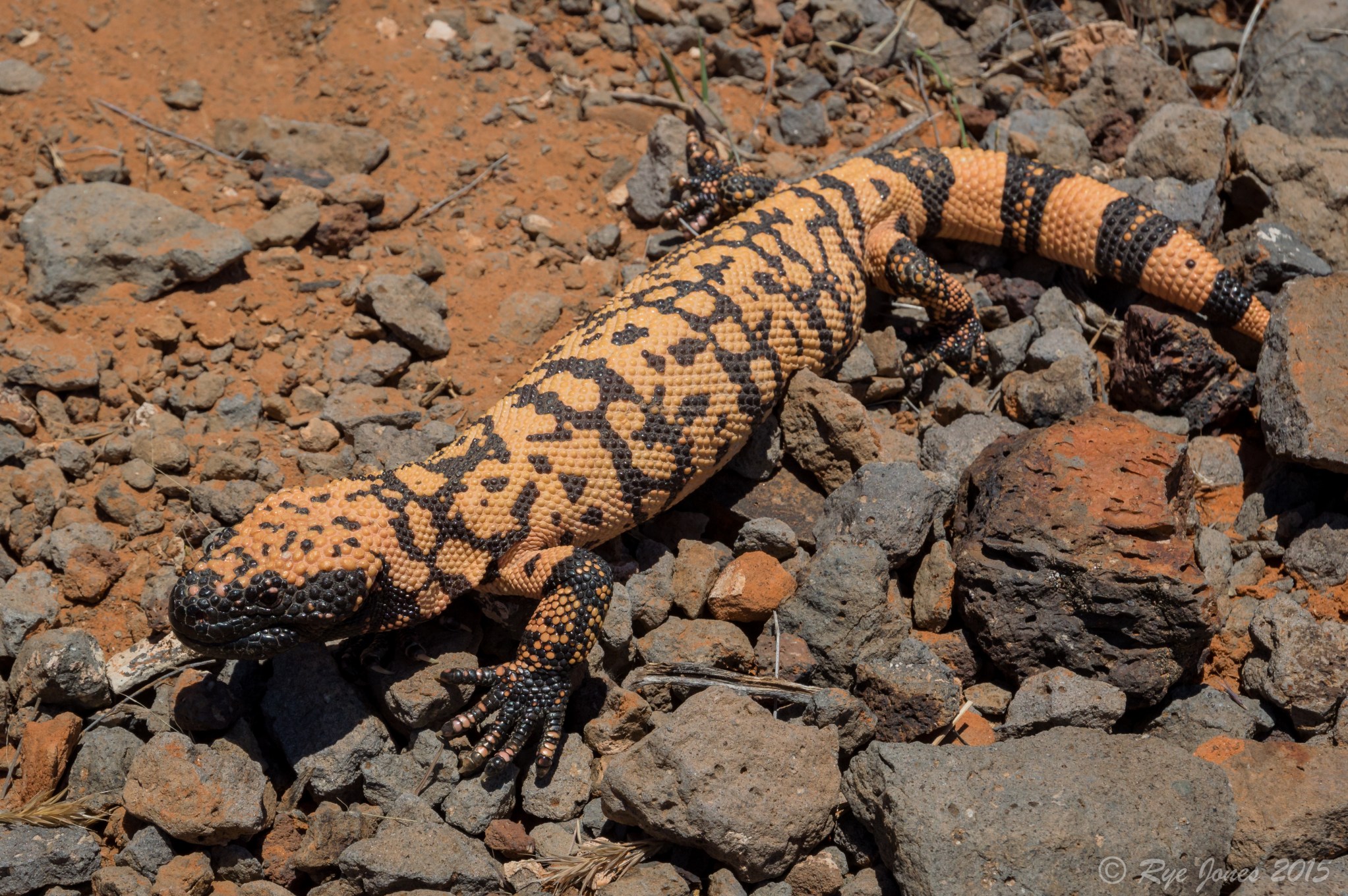 The Reptiles and Amphibians of Utah