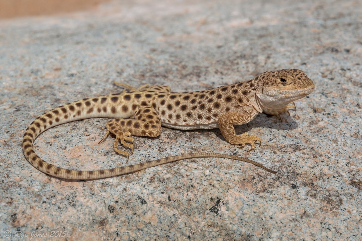 The Reptiles and Amphibians of Utah