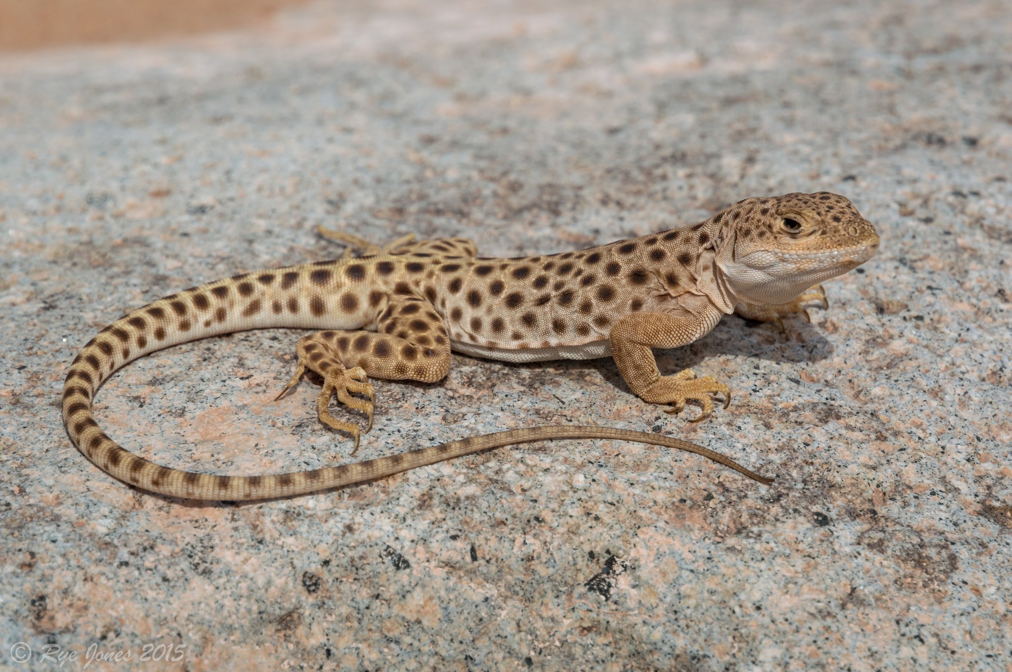 The Reptiles and Amphibians of Utah