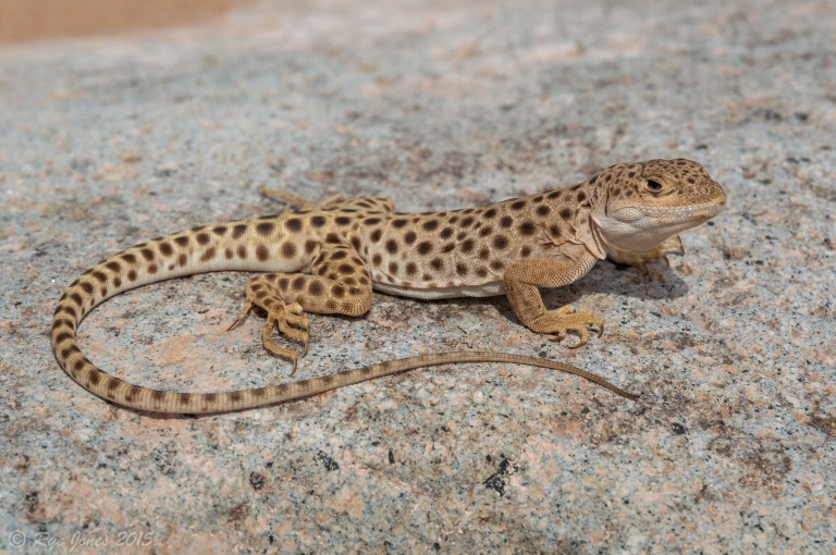 The Reptiles and Amphibians of Utah
