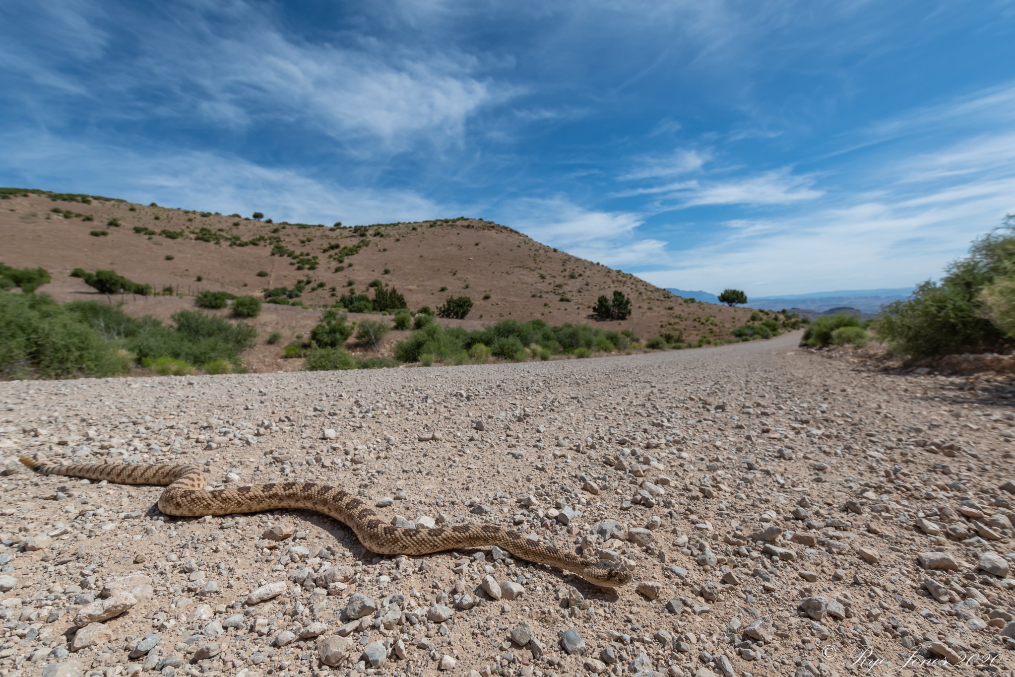 The Reptiles and Amphibians of Utah