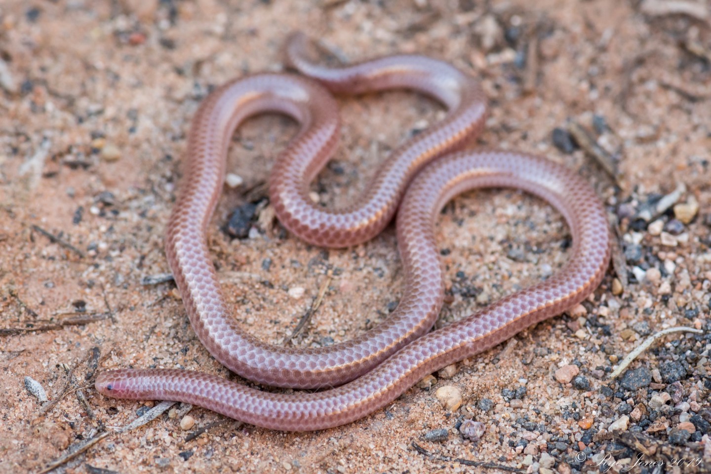 The Reptiles and Amphibians of Utah