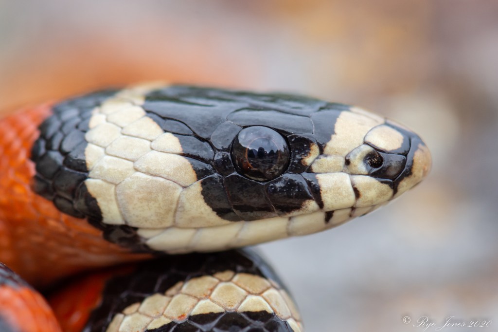 The Reptiles and Amphibians of Utah
