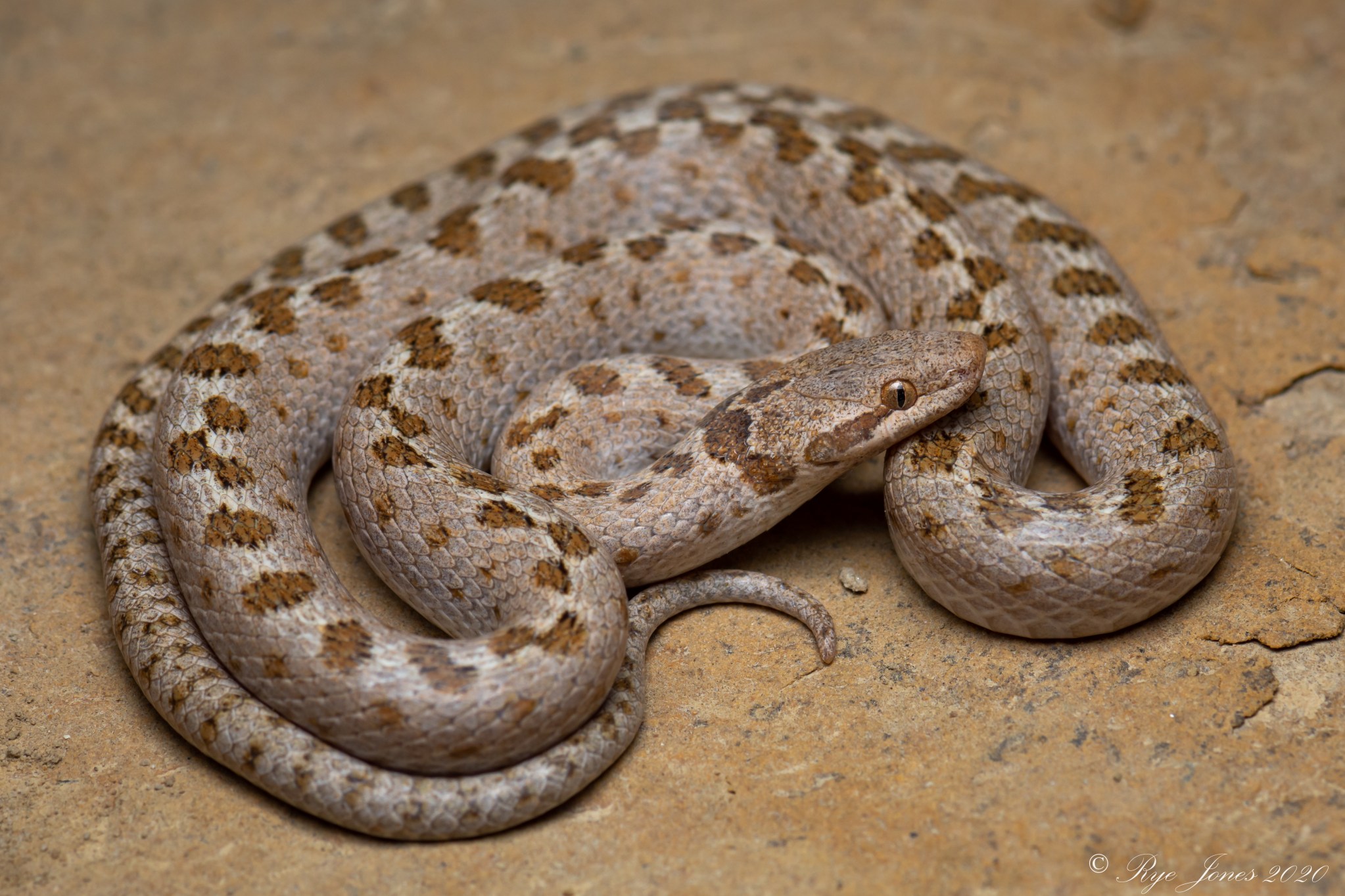 The Reptiles and Amphibians of Utah