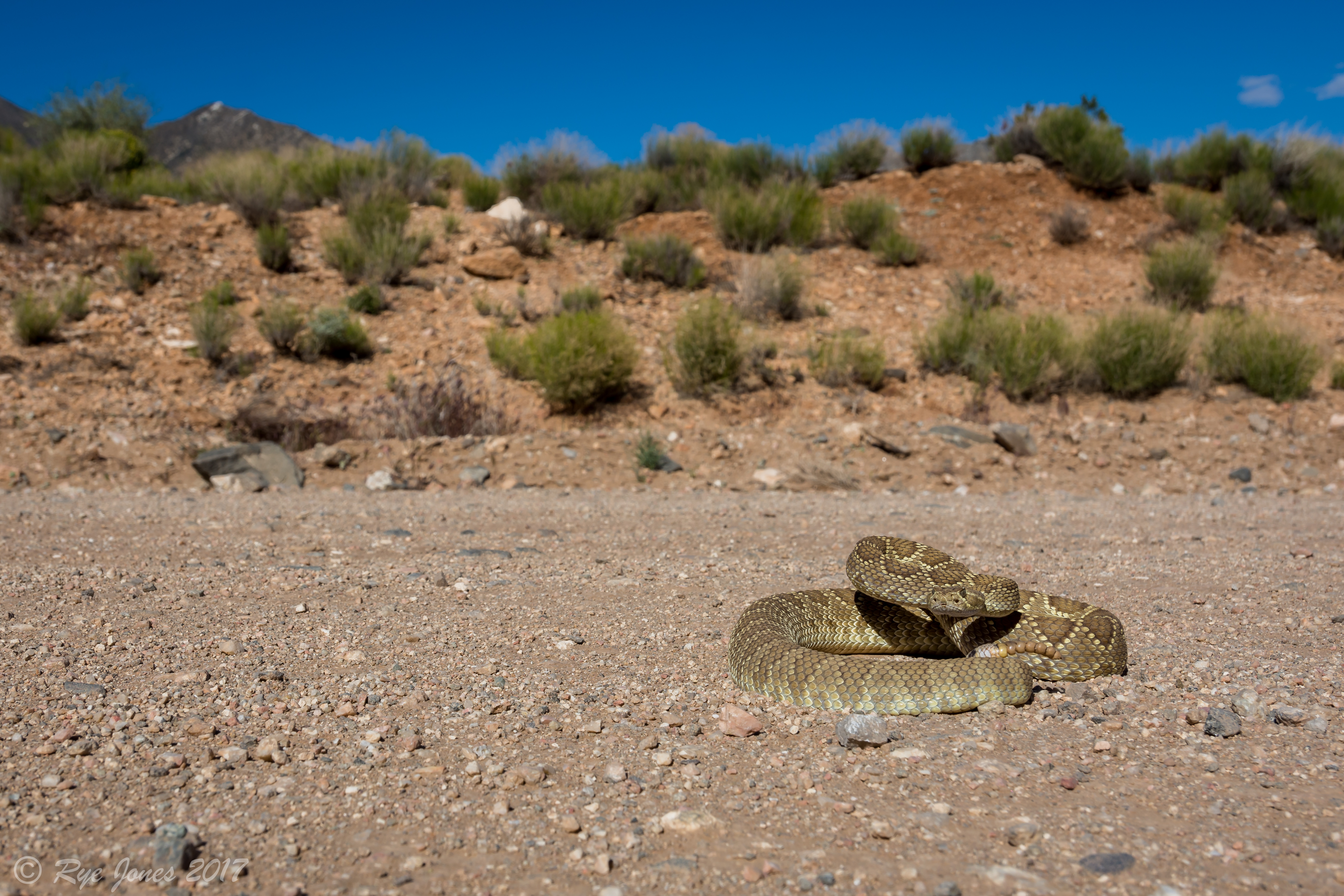 The Reptiles and Amphibians of Utah