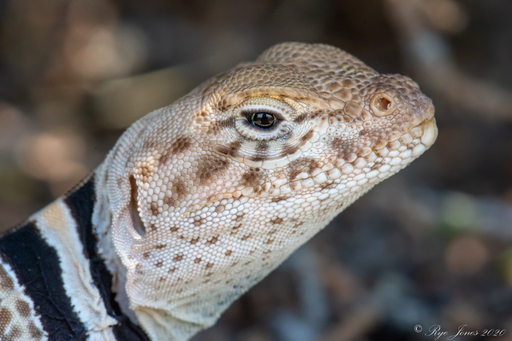 The Reptiles and Amphibians of Utah