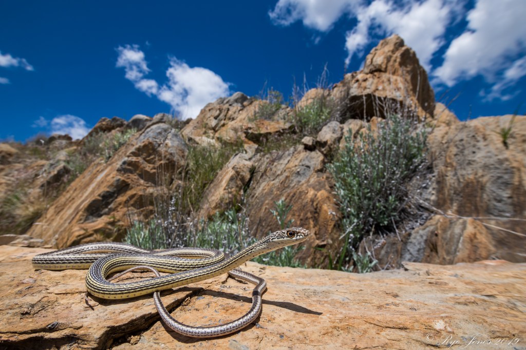 The Reptiles and Amphibians of Utah