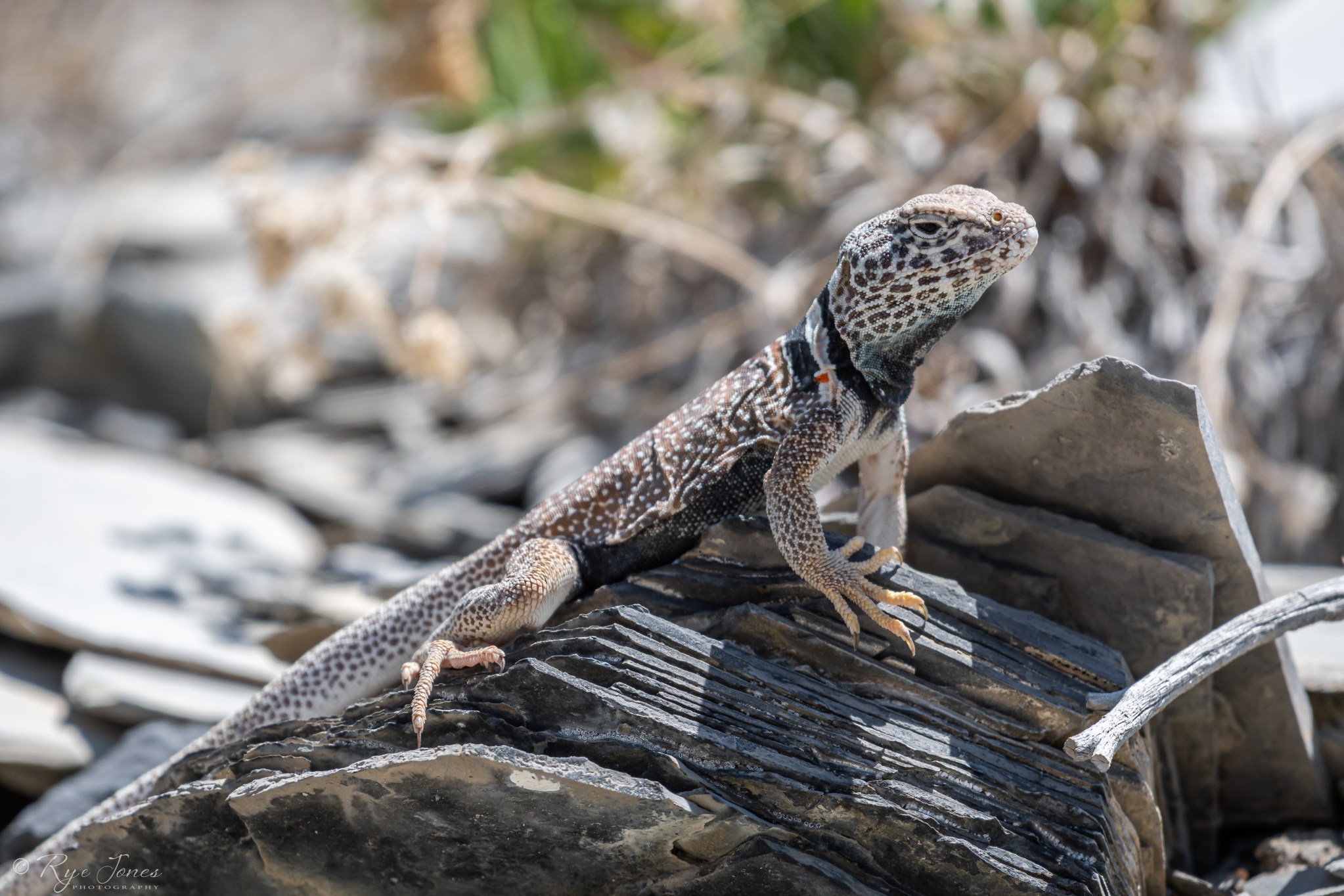 The Reptiles and Amphibians of Utah