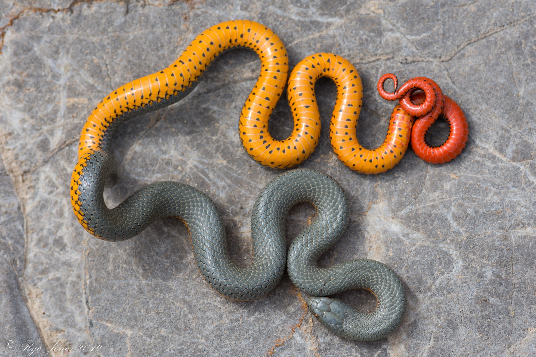 The Reptiles and Amphibians of Utah