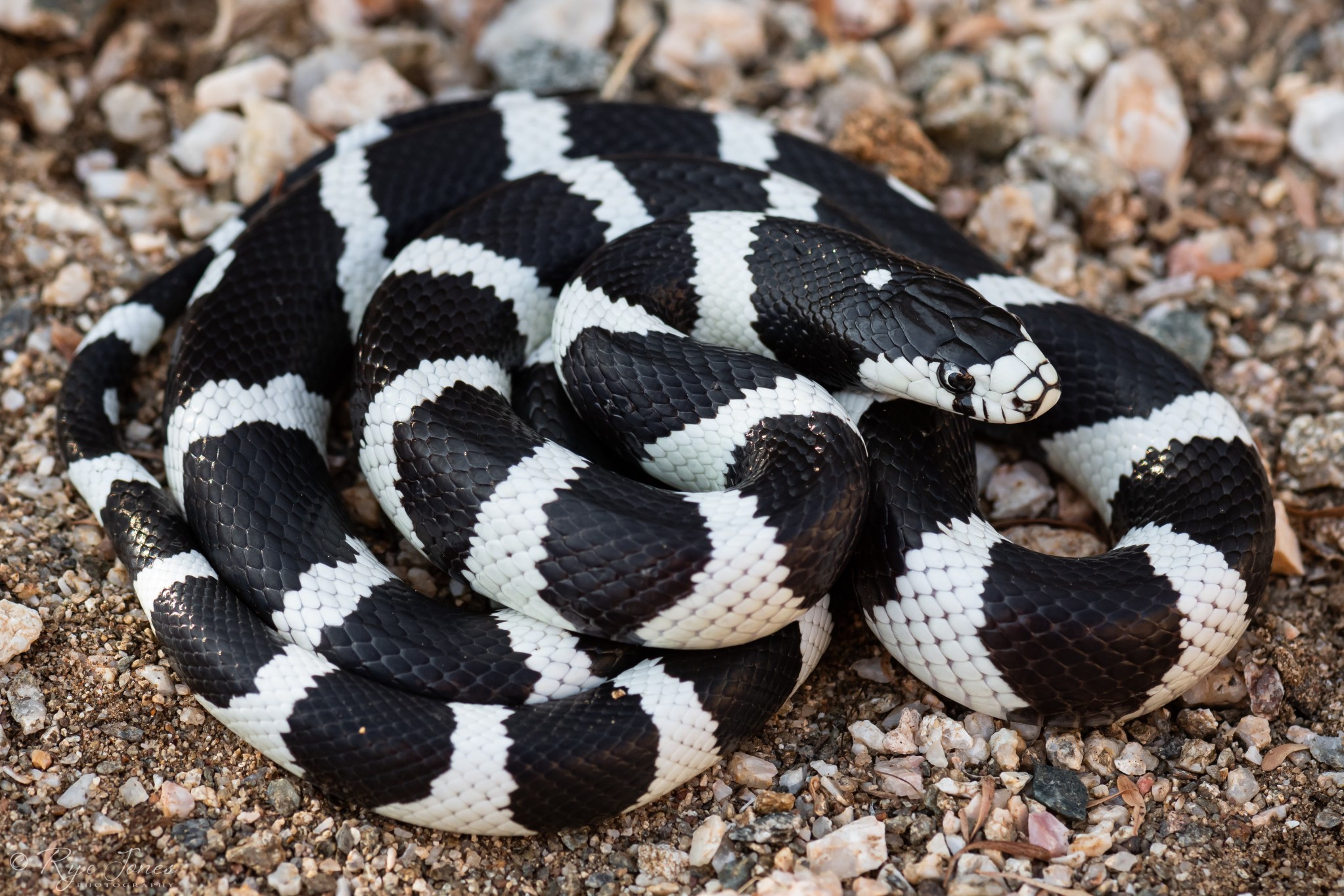 The Reptiles and Amphibians of Utah