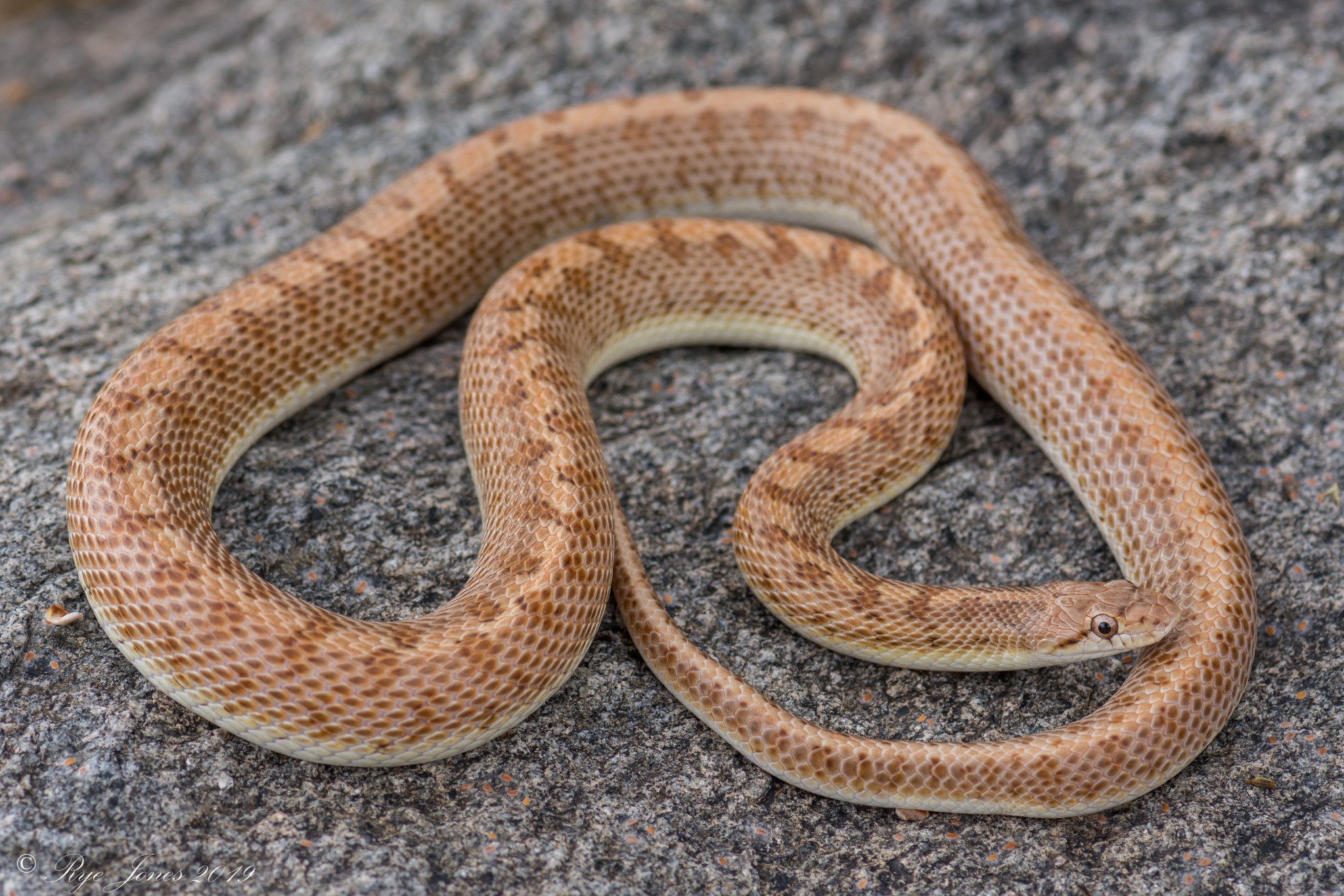 The Reptiles and Amphibians of Utah