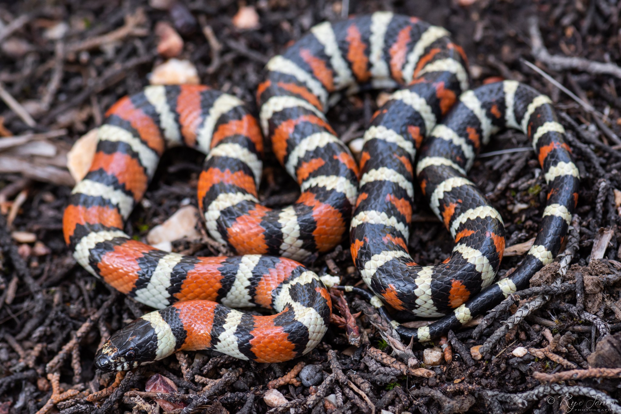 The Reptiles and Amphibians of Utah