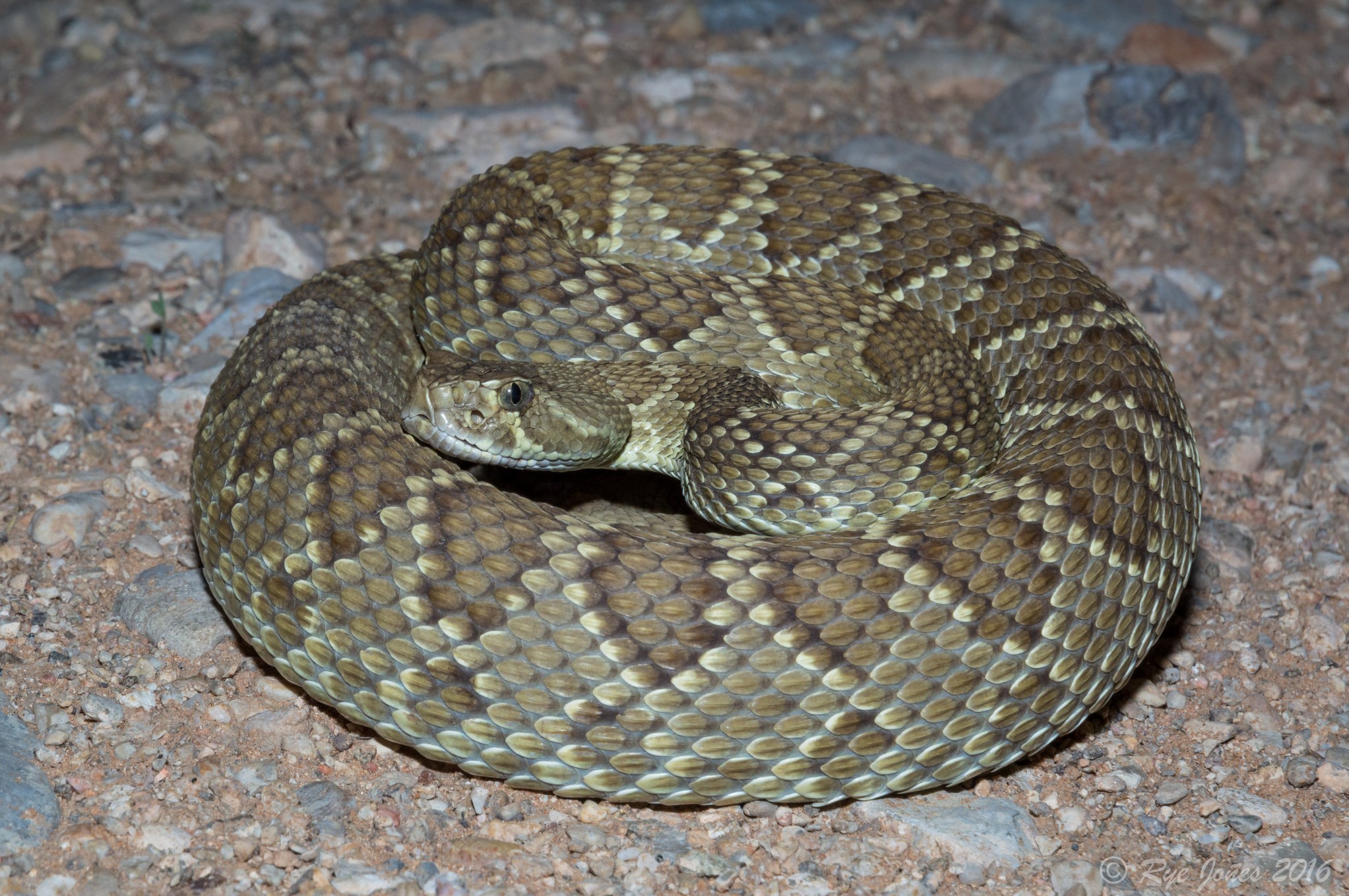 The Reptiles and Amphibians of Utah