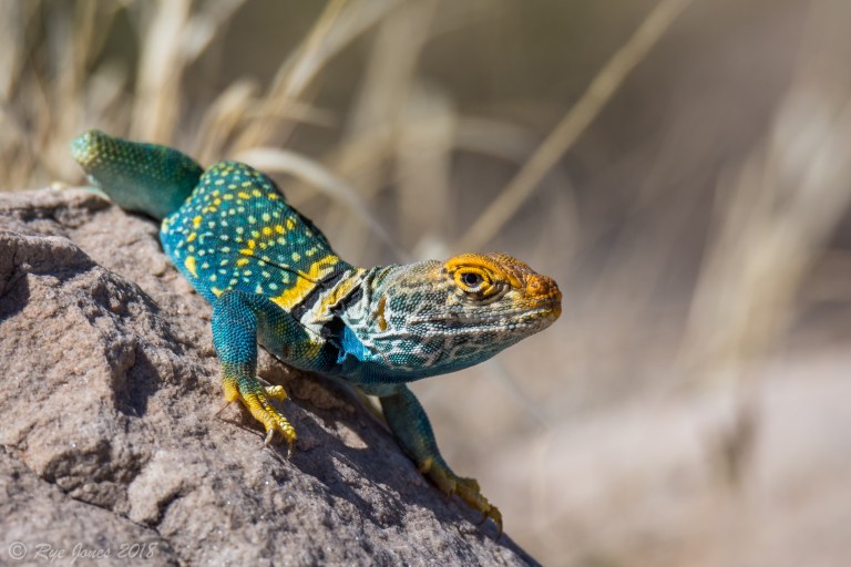 The Reptiles and Amphibians of Utah