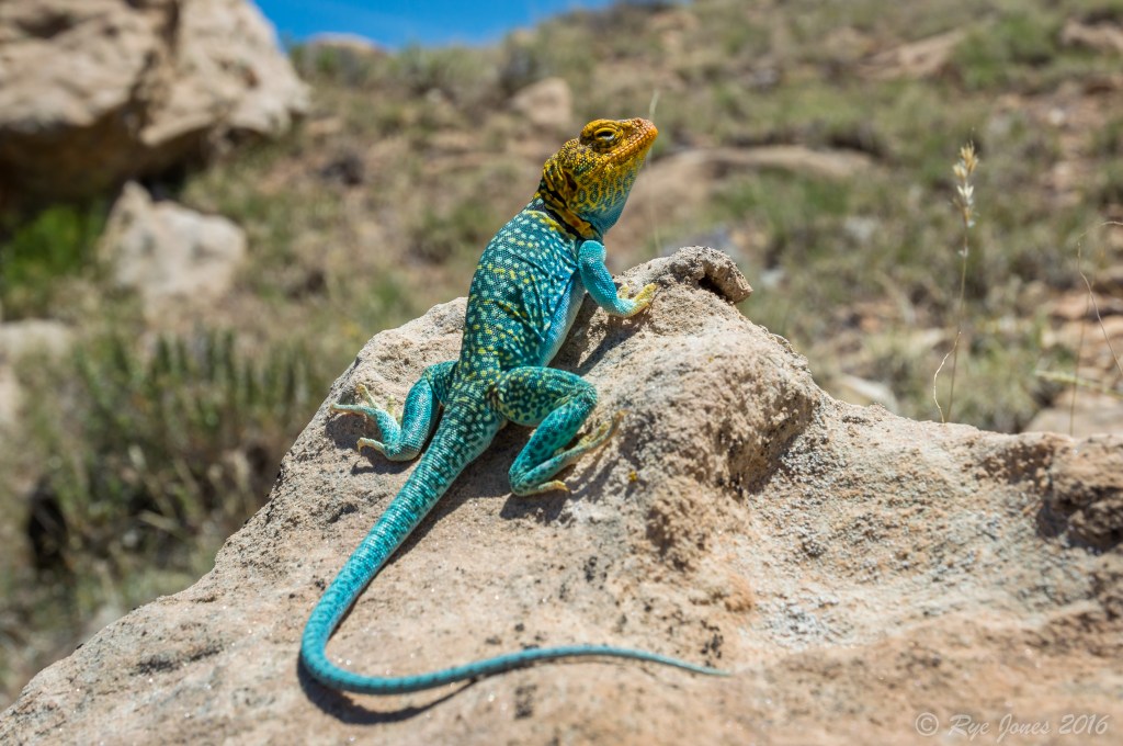 The Reptiles and Amphibians of Utah