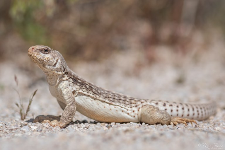 The Reptiles and Amphibians of Utah