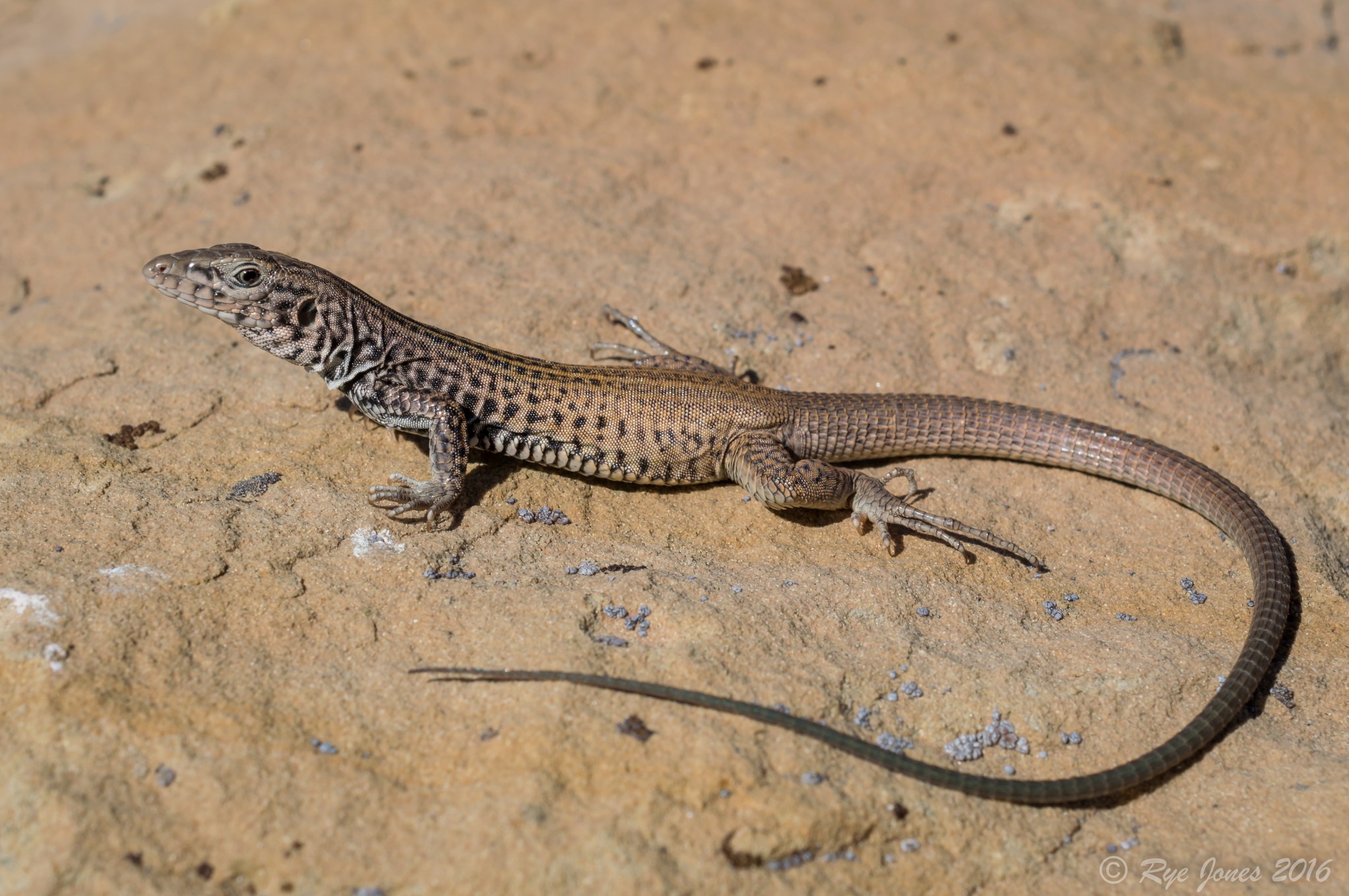 The Reptiles and Amphibians of Utah