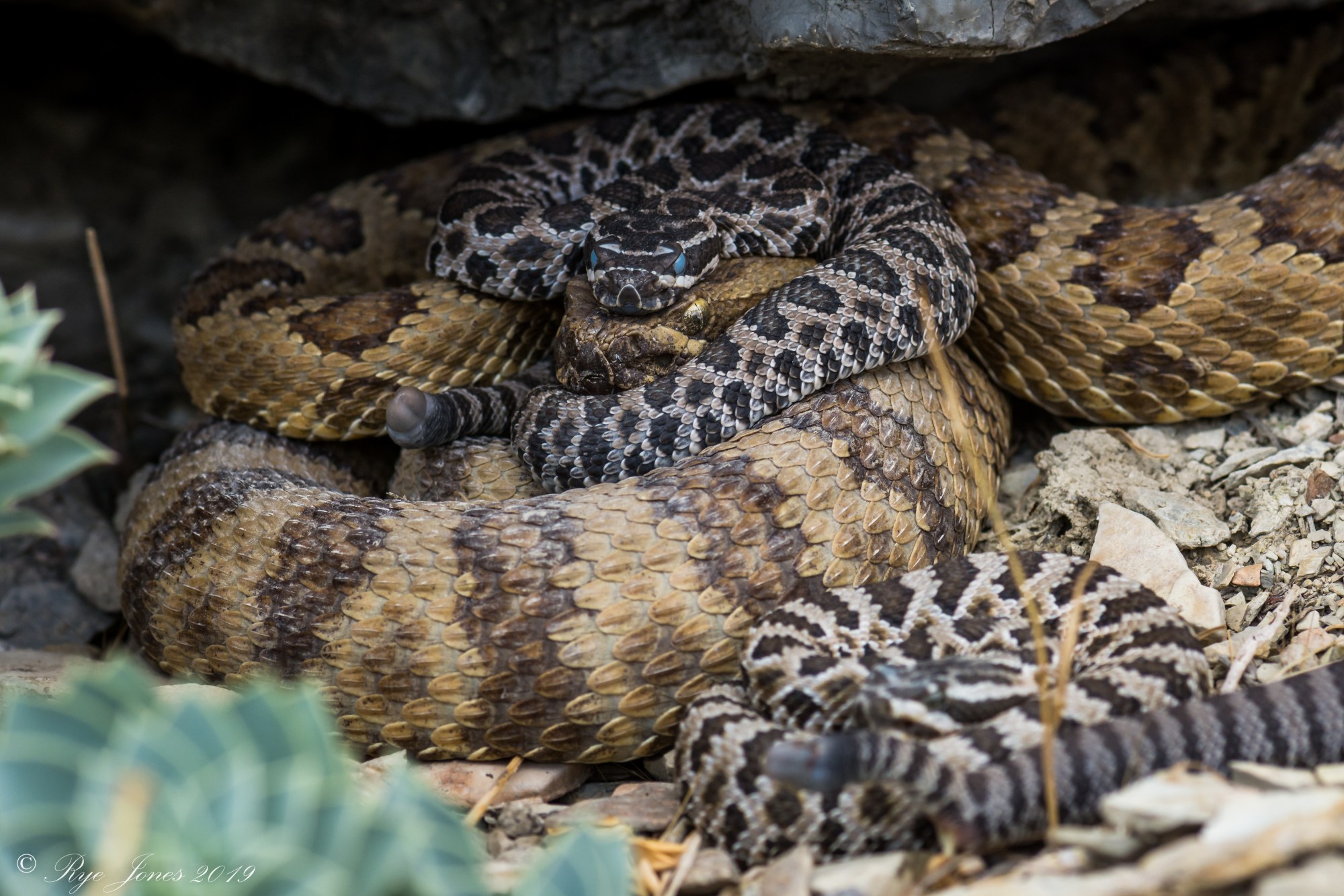 The Reptiles and Amphibians of Utah
