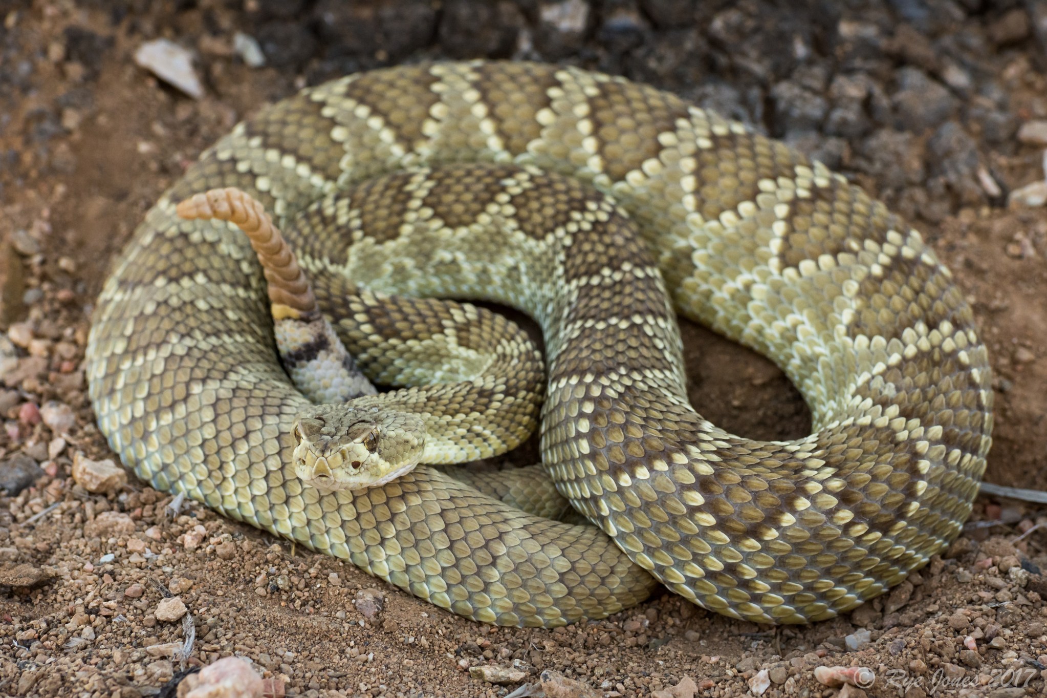 The Reptiles and Amphibians of Utah