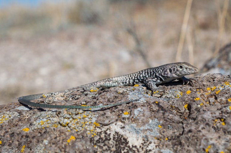 The Reptiles and Amphibians of Utah