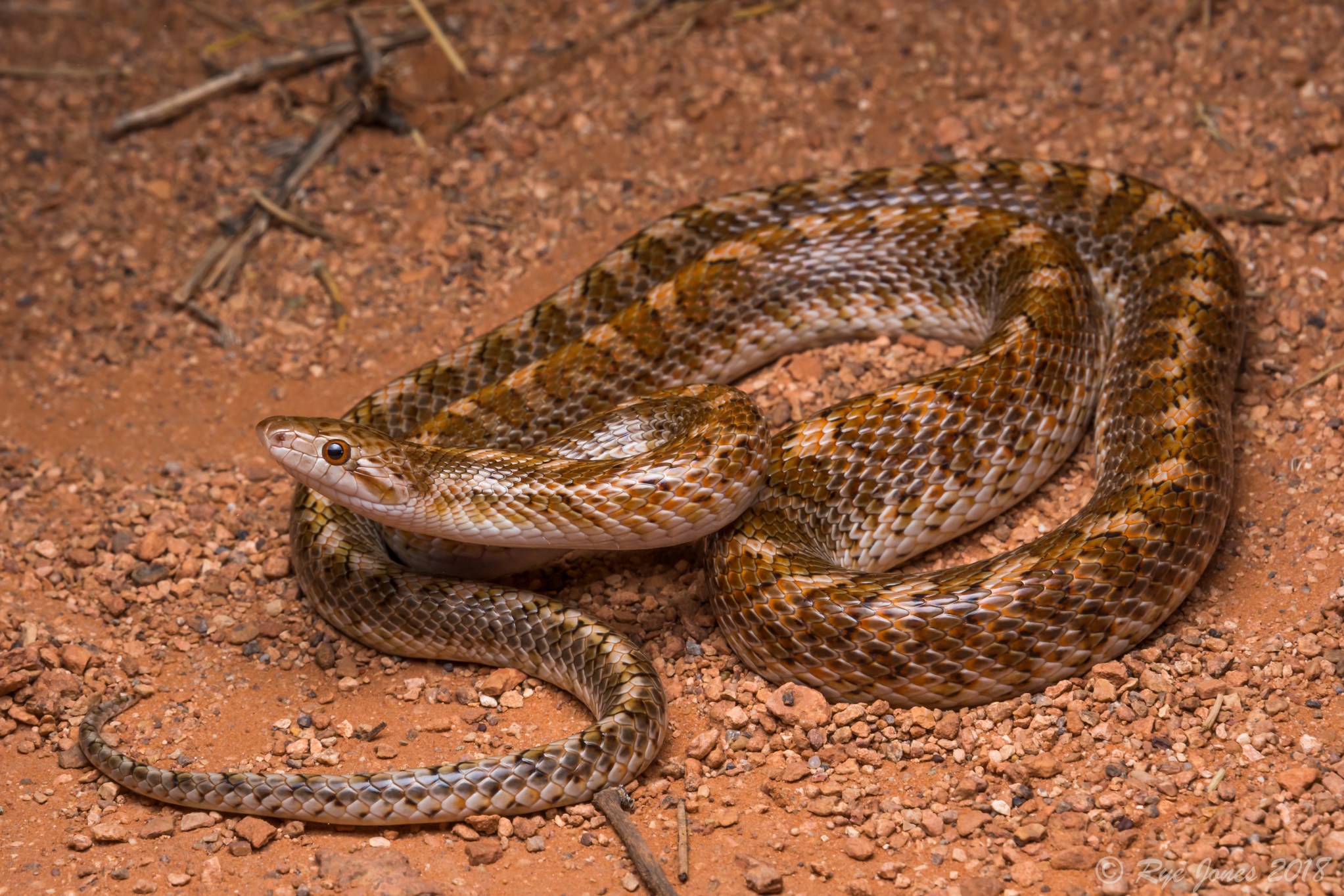 The Reptiles and Amphibians of Utah