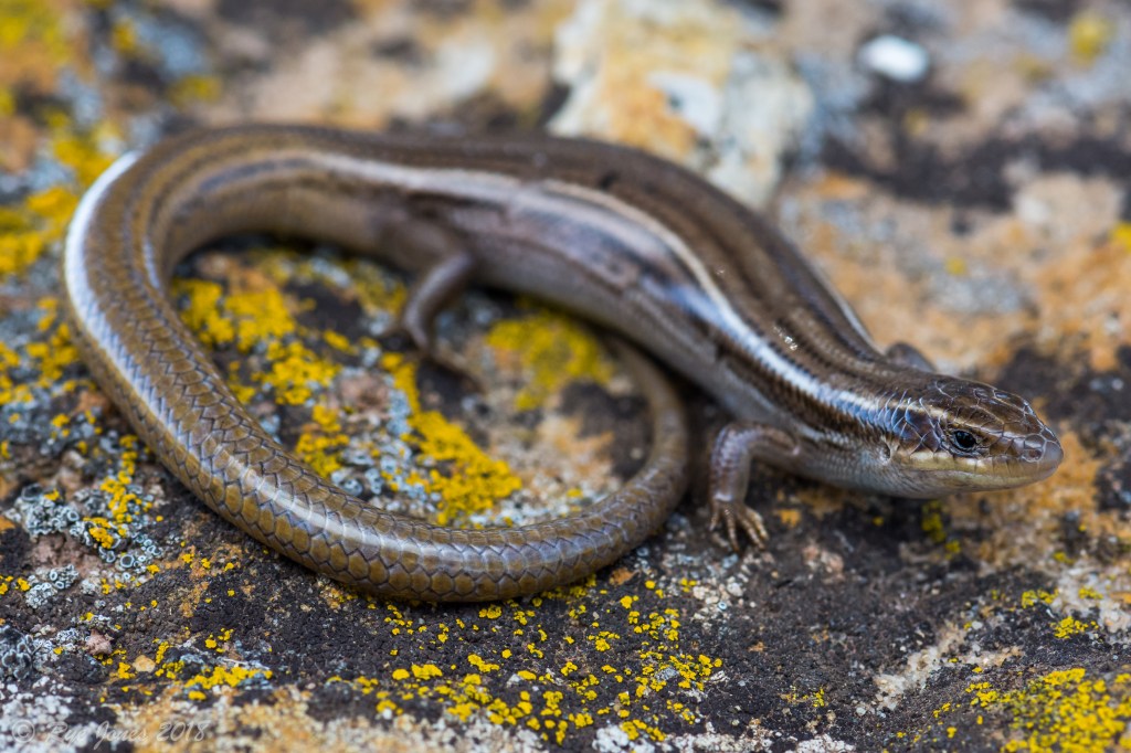 The Reptiles and Amphibians of Utah