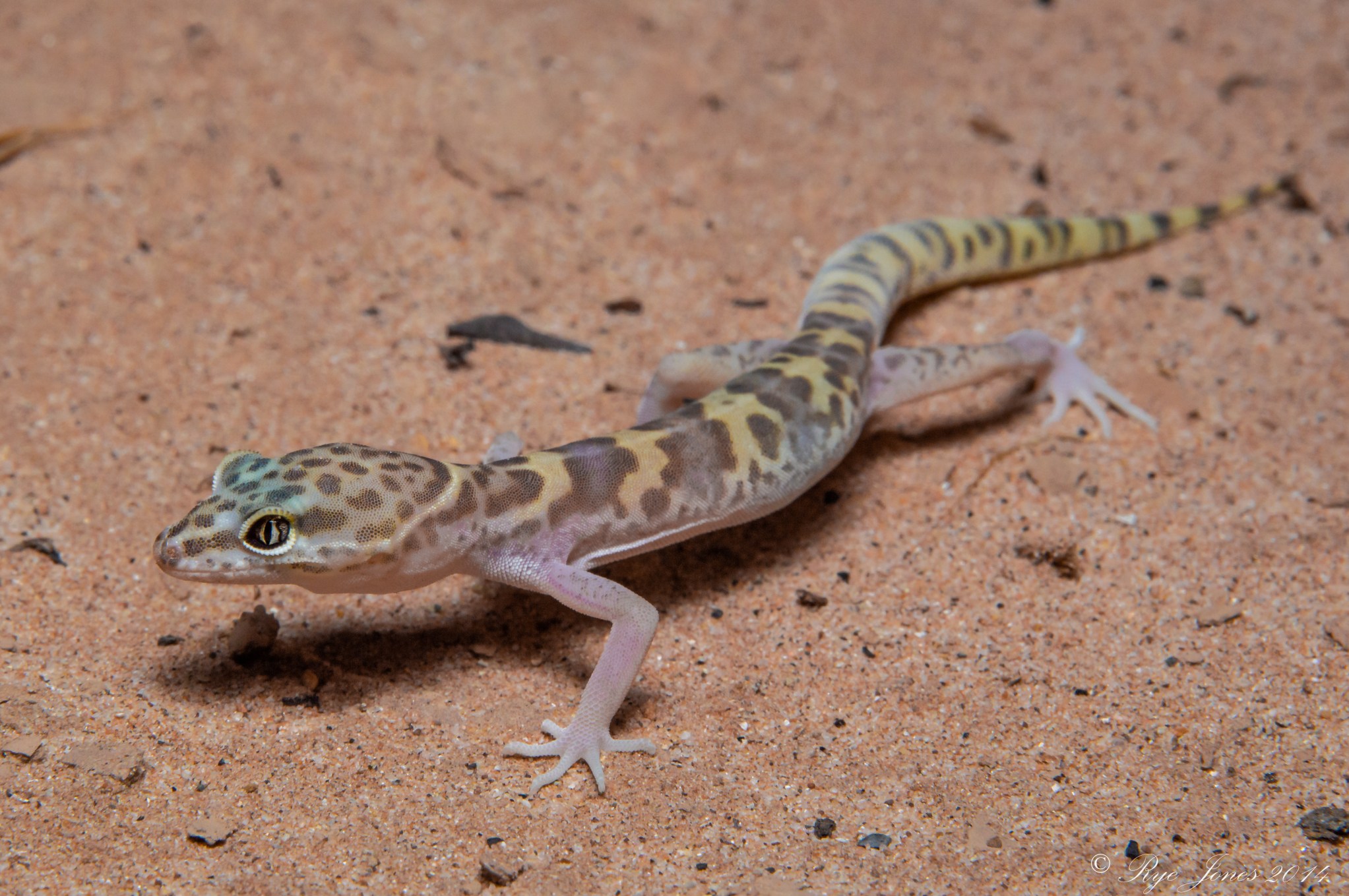 The Reptiles and Amphibians of Utah