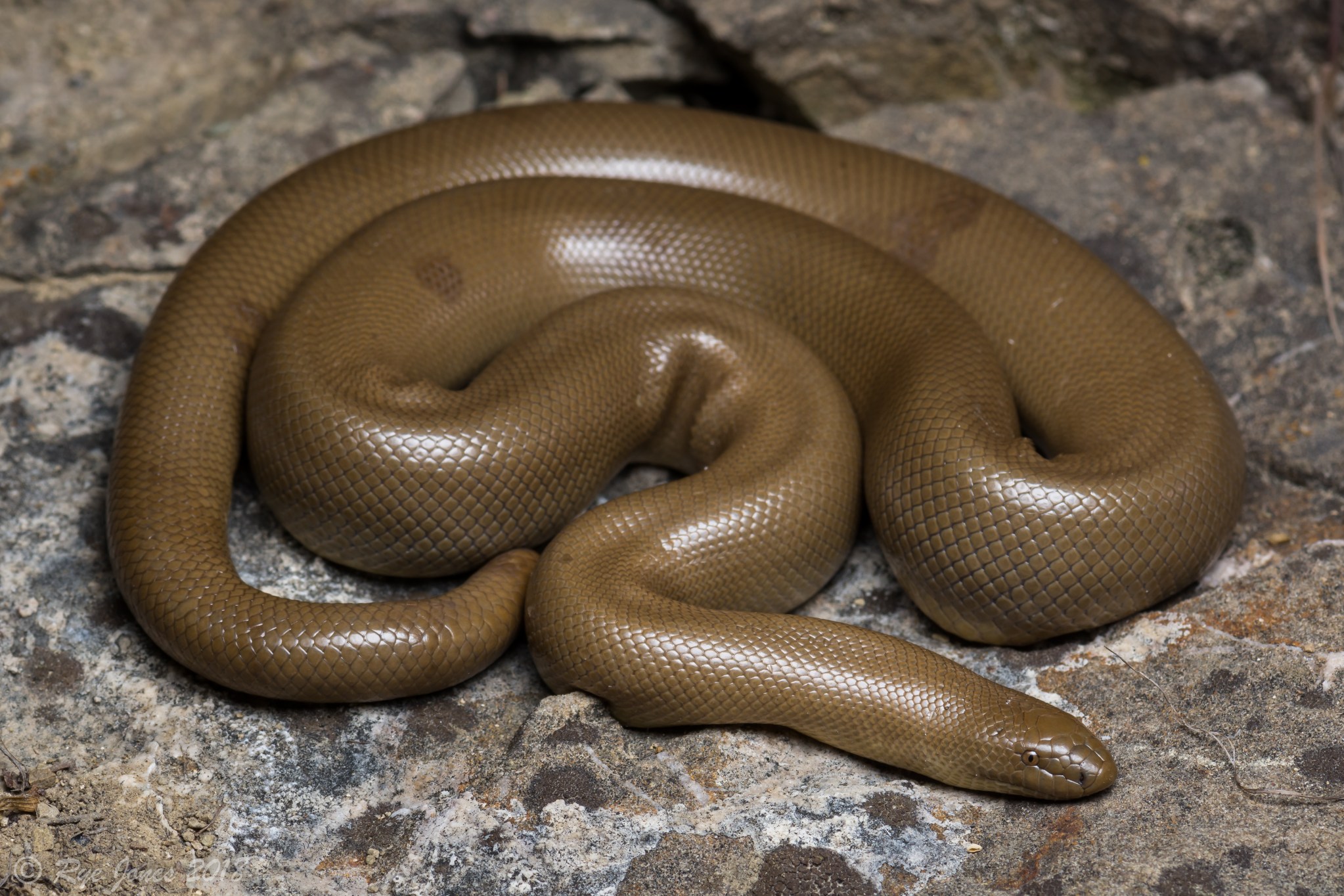 The Reptiles and Amphibians of Utah