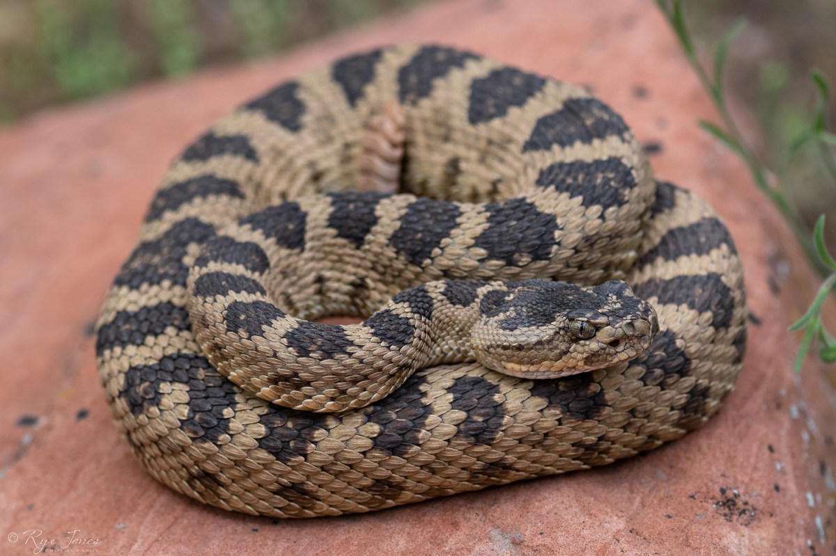 The Reptiles and Amphibians of Utah