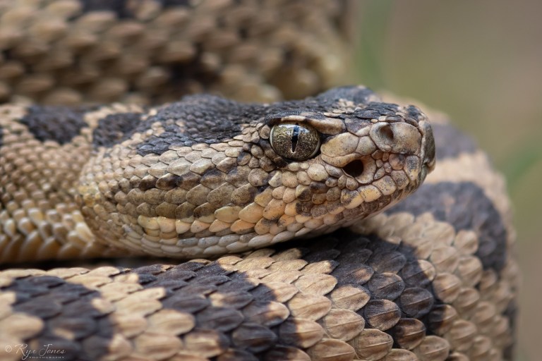 The Reptiles and Amphibians of Utah