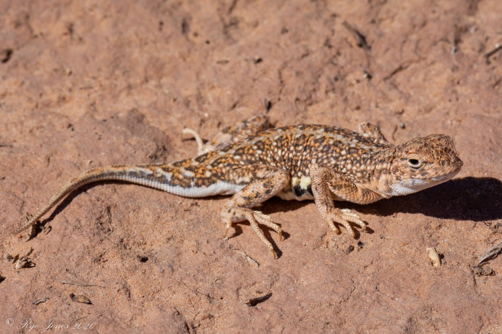 The Reptiles and Amphibians of Utah