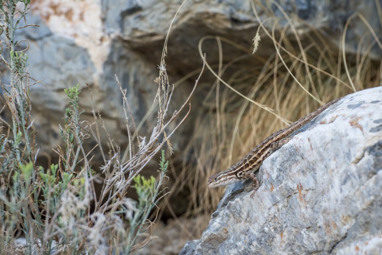The Reptiles and Amphibians of Utah