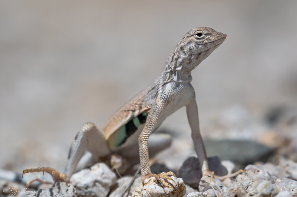 The Reptiles and Amphibians of Utah