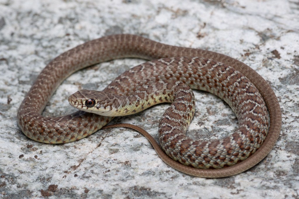 The Reptiles and Amphibians of Utah