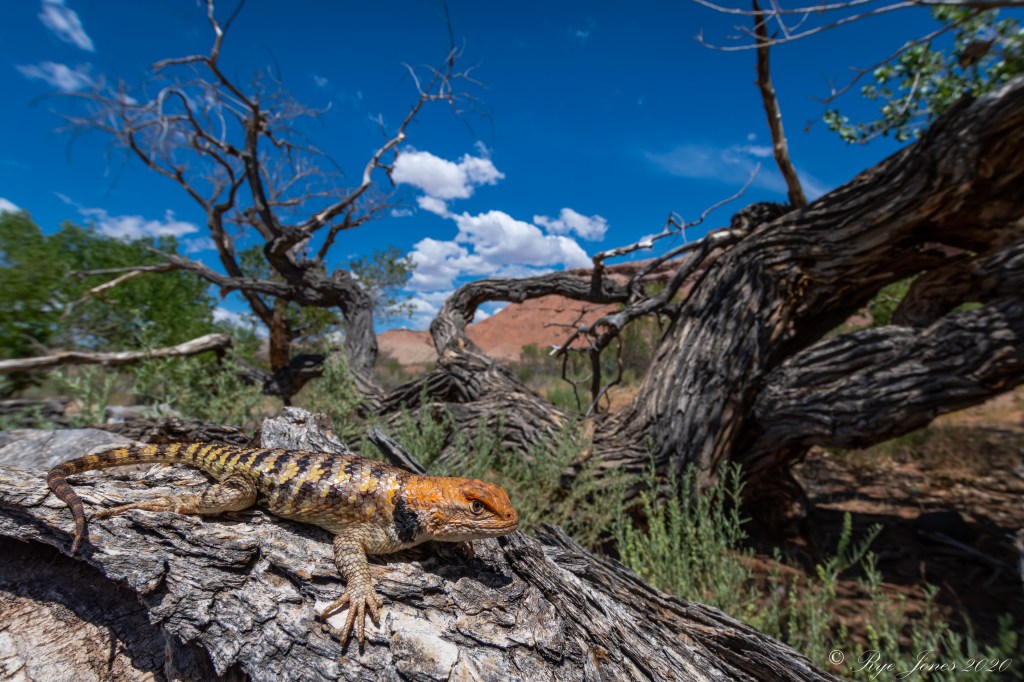 The Reptiles and Amphibians of Utah