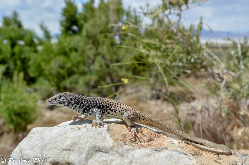 The Reptiles and Amphibians of Utah
