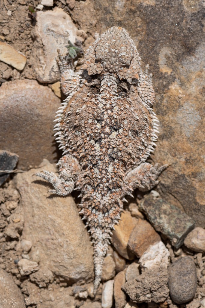 The Reptiles and Amphibians of Utah