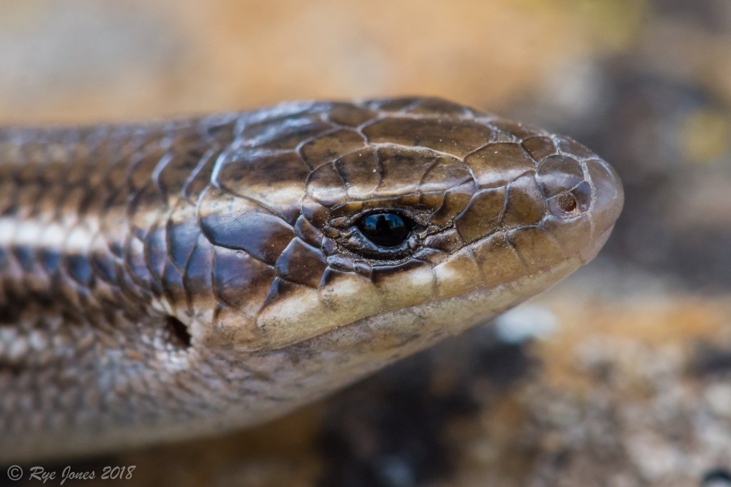 The Reptiles and Amphibians of Utah