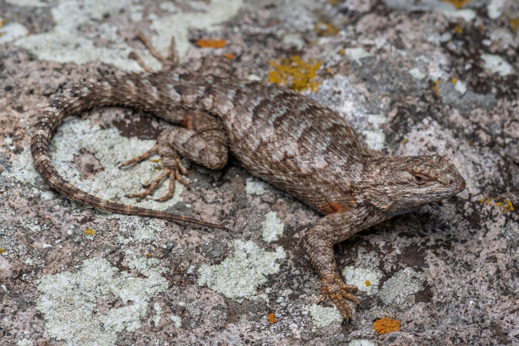 The Reptiles and Amphibians of Utah