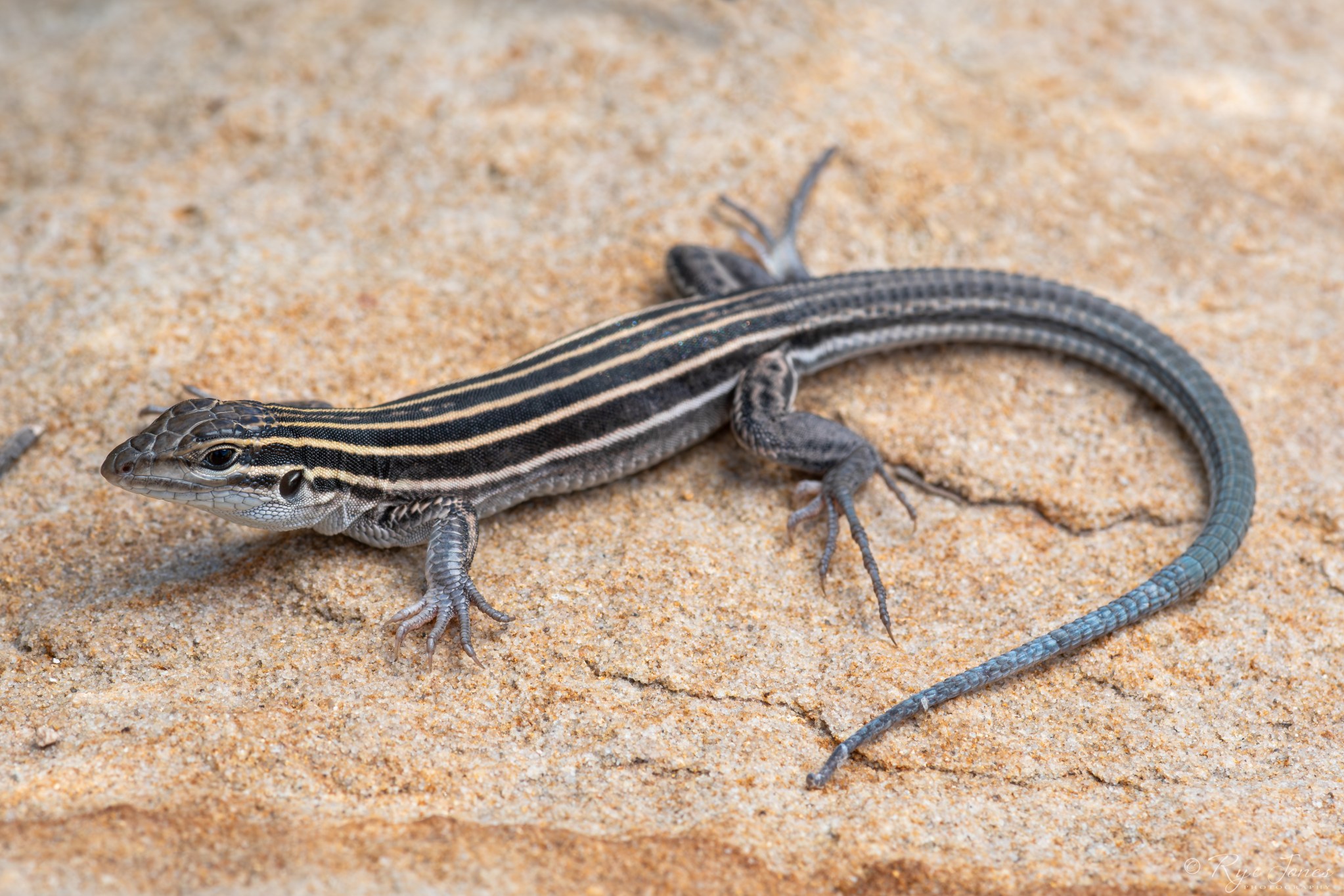 The Reptiles and Amphibians of Utah