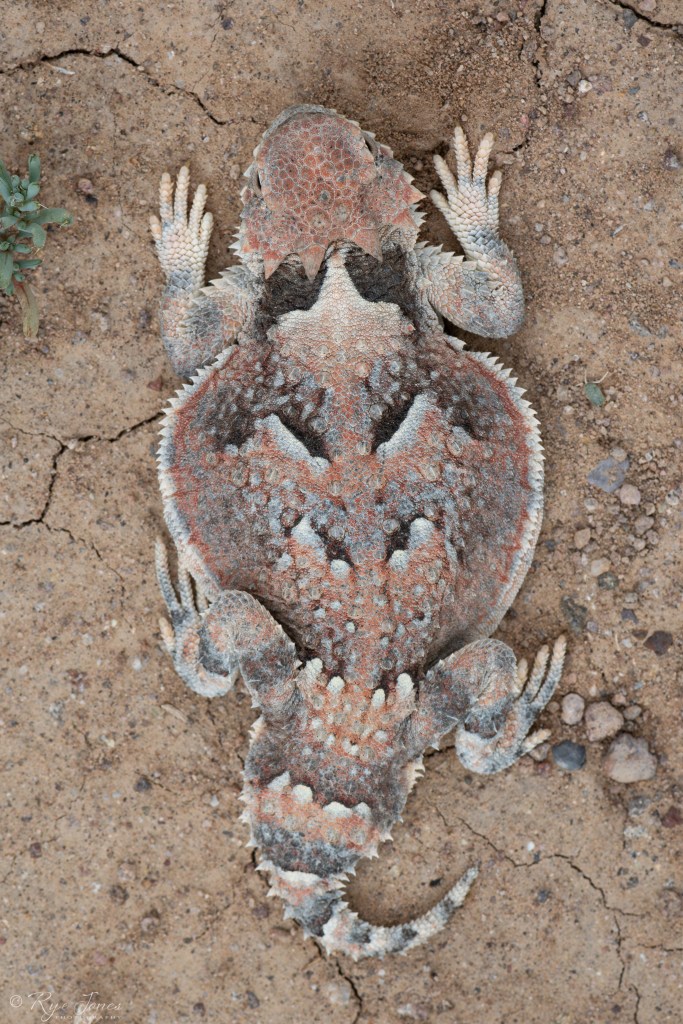 The Reptiles and Amphibians of Utah