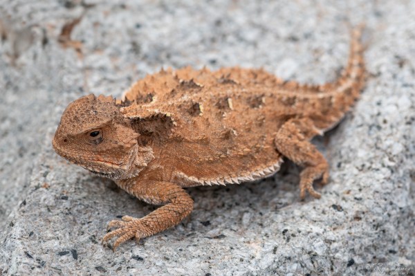 The Reptiles and Amphibians of Utah