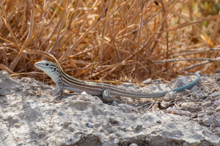 The Reptiles and Amphibians of Utah
