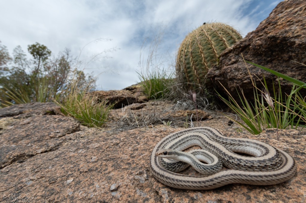 The Reptiles and Amphibians of Utah