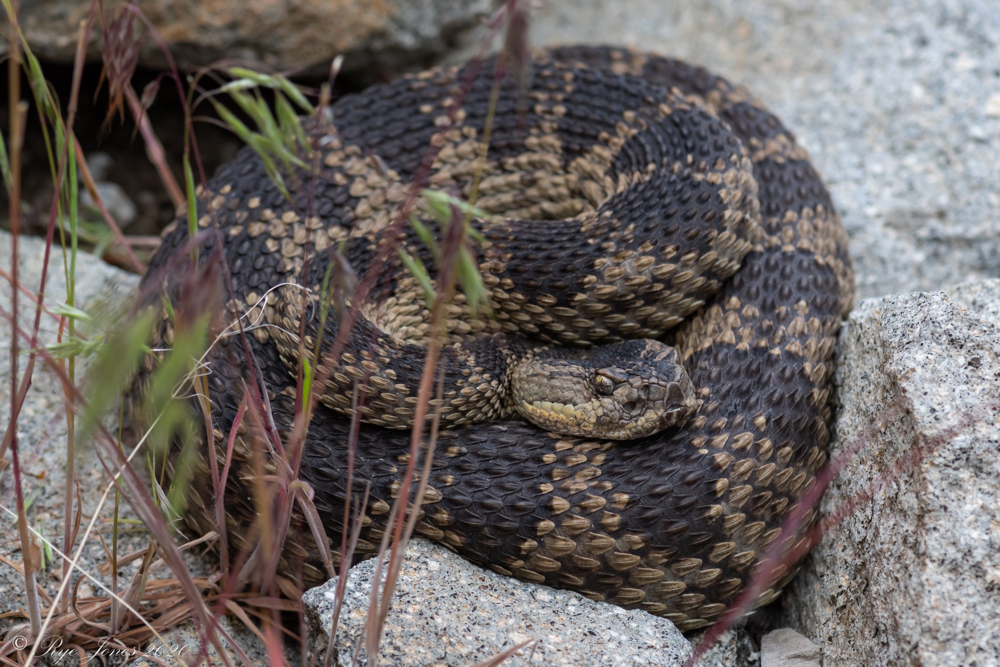The Reptiles and Amphibians of Utah