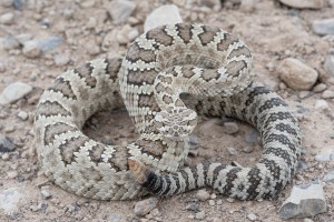 The Reptiles and Amphibians of Utah